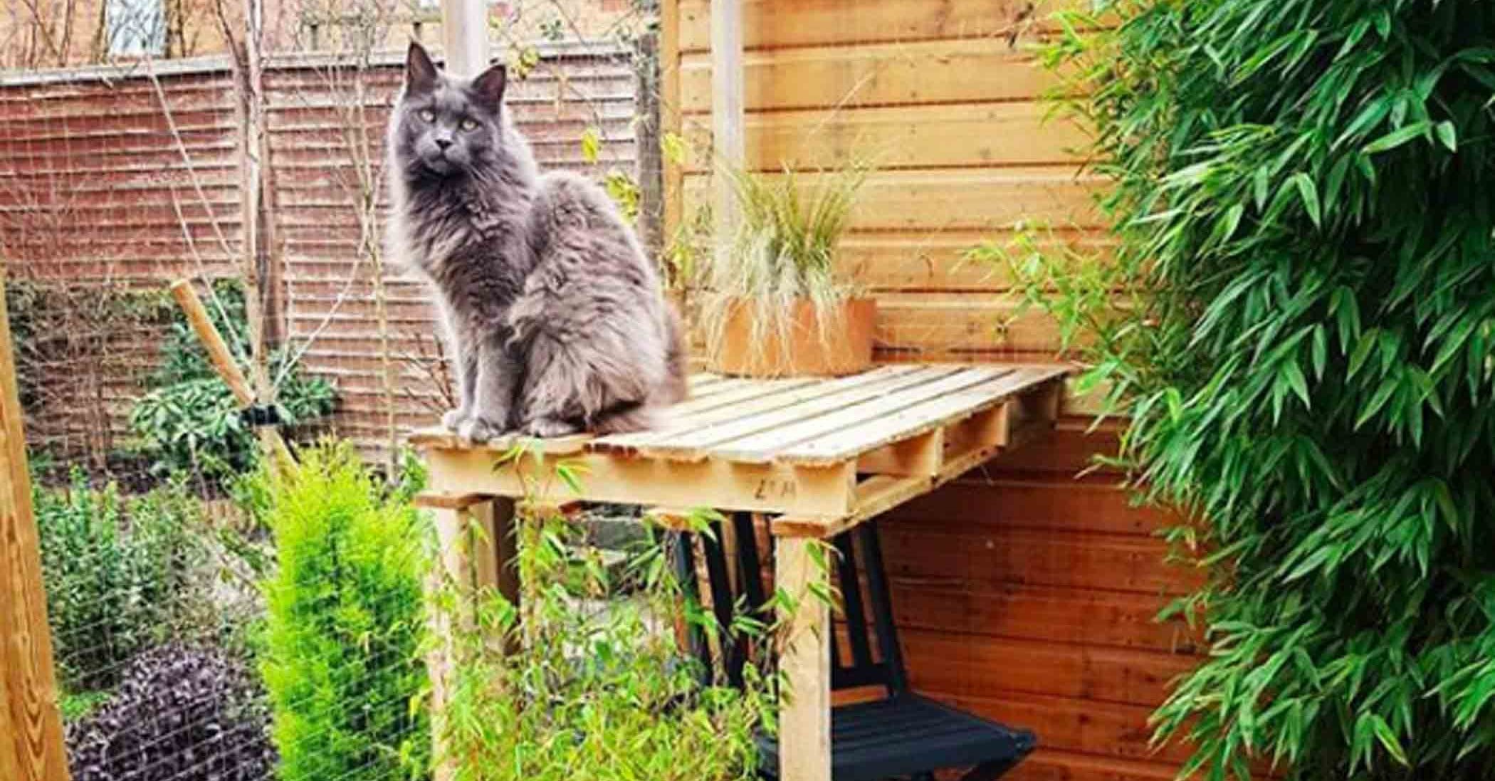 What Is a Catio? | PS Family