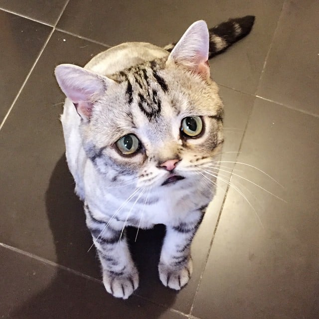 Saddest Cat on the Internet | Pictures | POPSUGAR Pets