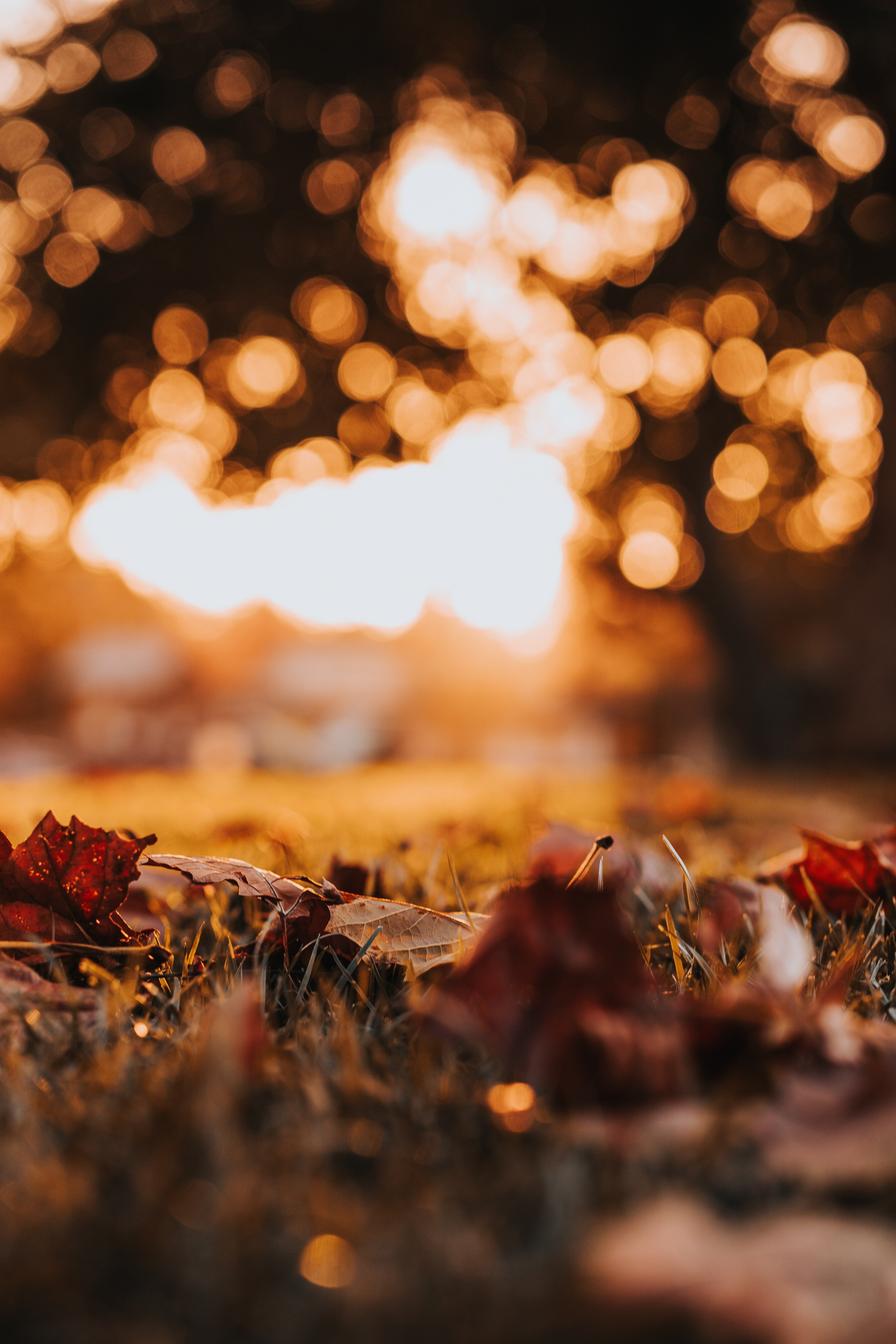 Thanksgiving Wallpapers For iPhone PS Tech