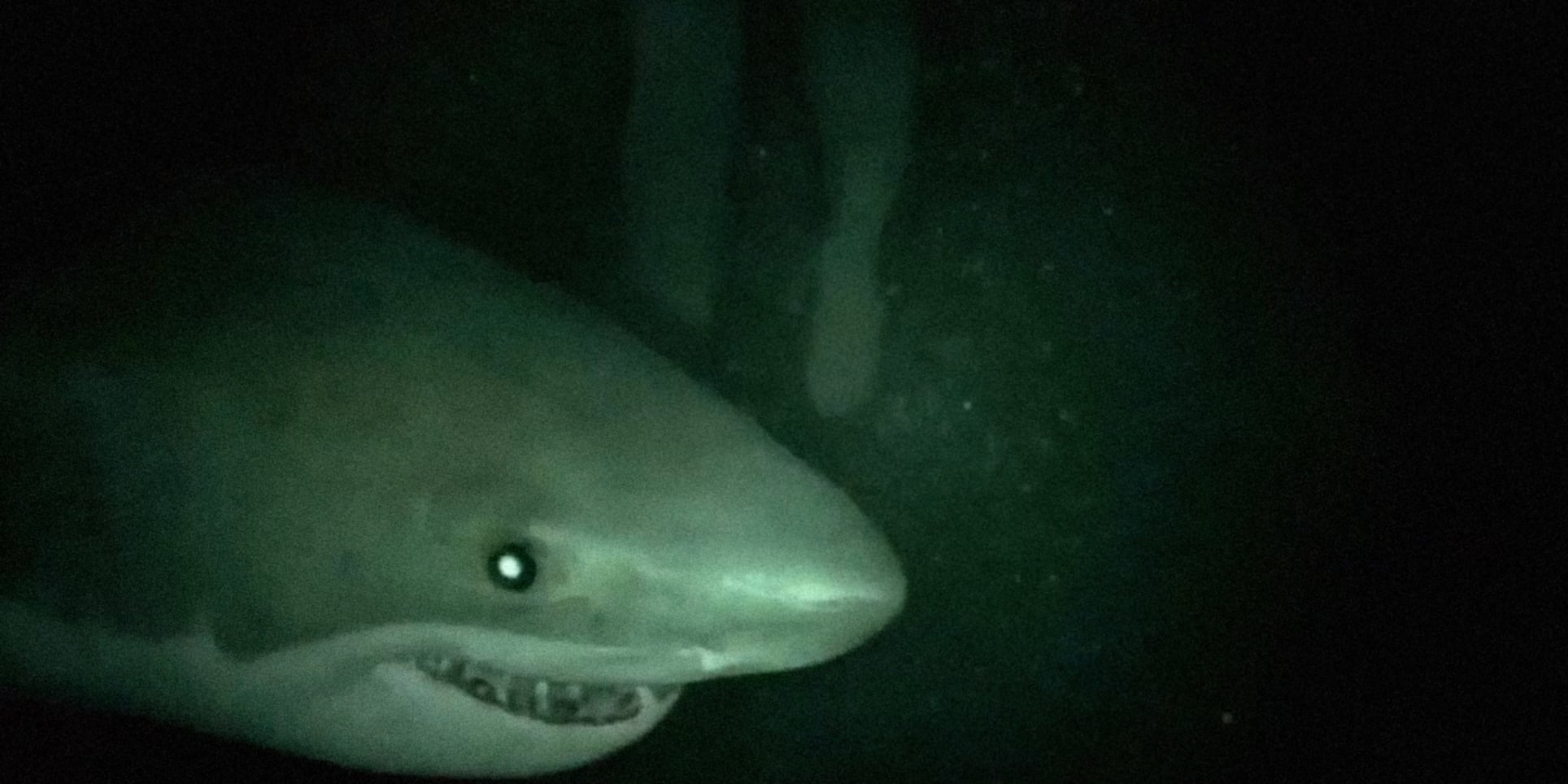 Real Scary Sharks Pictures