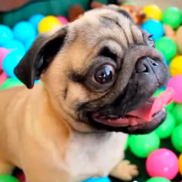 Pug in Ball Pit Video | POPSUGAR Pets