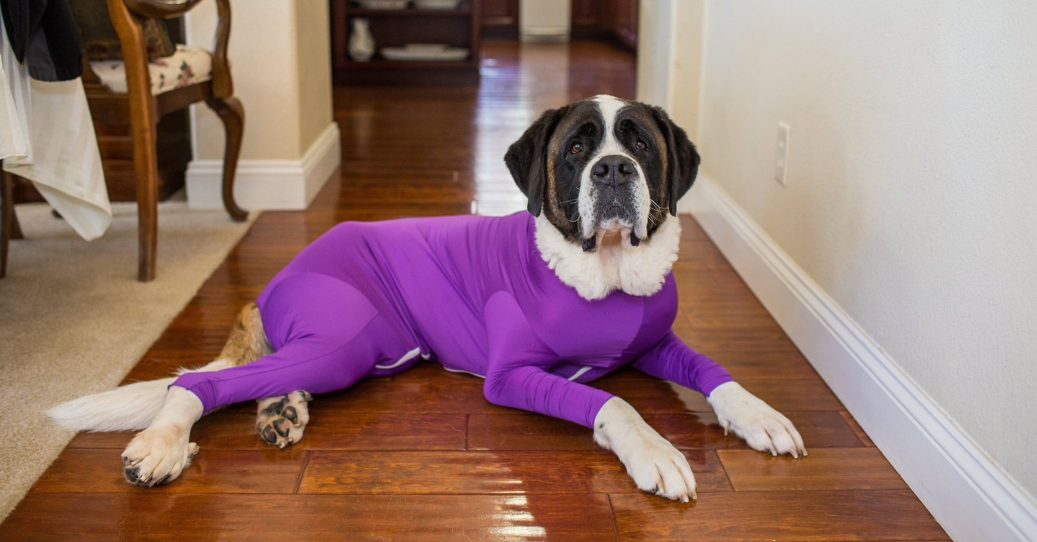 Shed Defender Dog Leotards | PS Family
