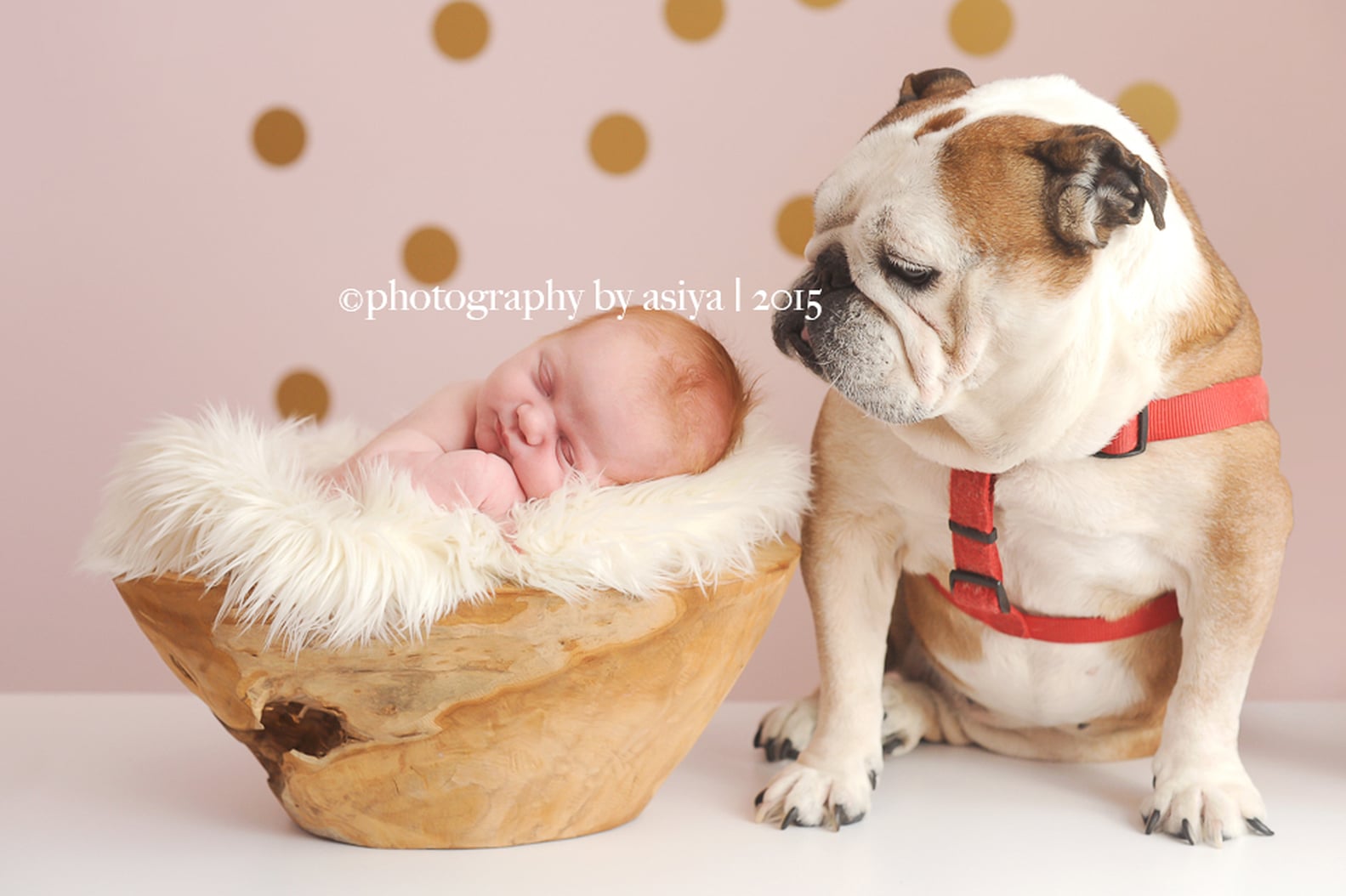 Adorable Newborn and Pet Photos | POPSUGAR Family