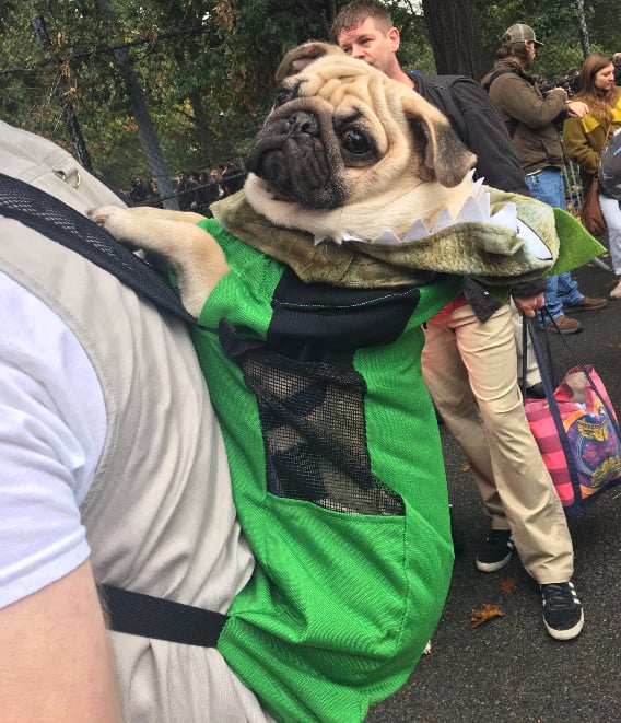 New York City Halloween Dog Parade | POPSUGAR Pets