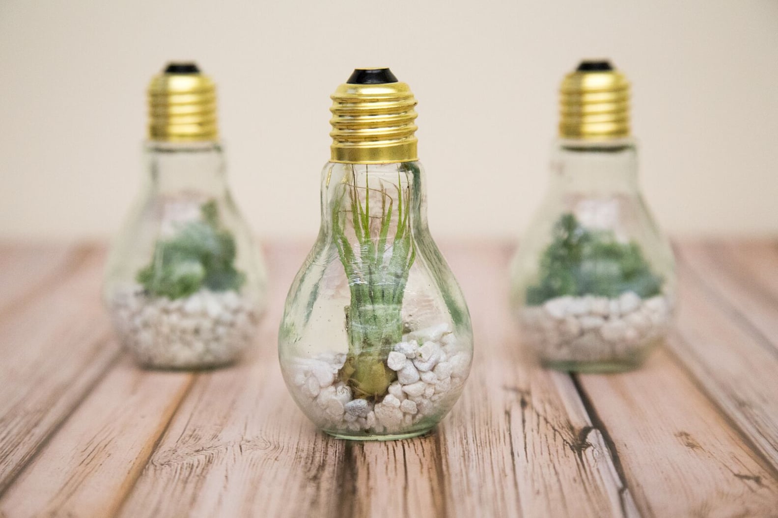 Easy DIY Lightbulb Terrarium | PS Home