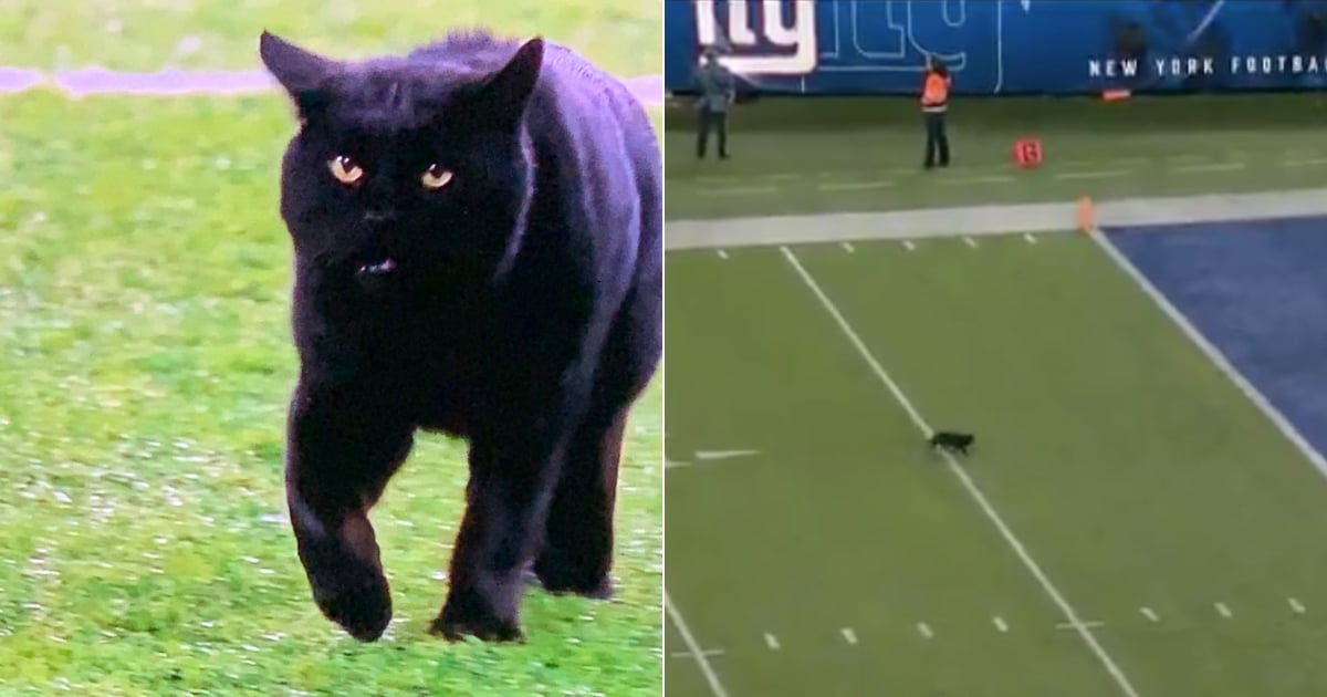 Cat Runs Onto Field During Giants-Cowboys Game | Video | POPSUGAR Pets