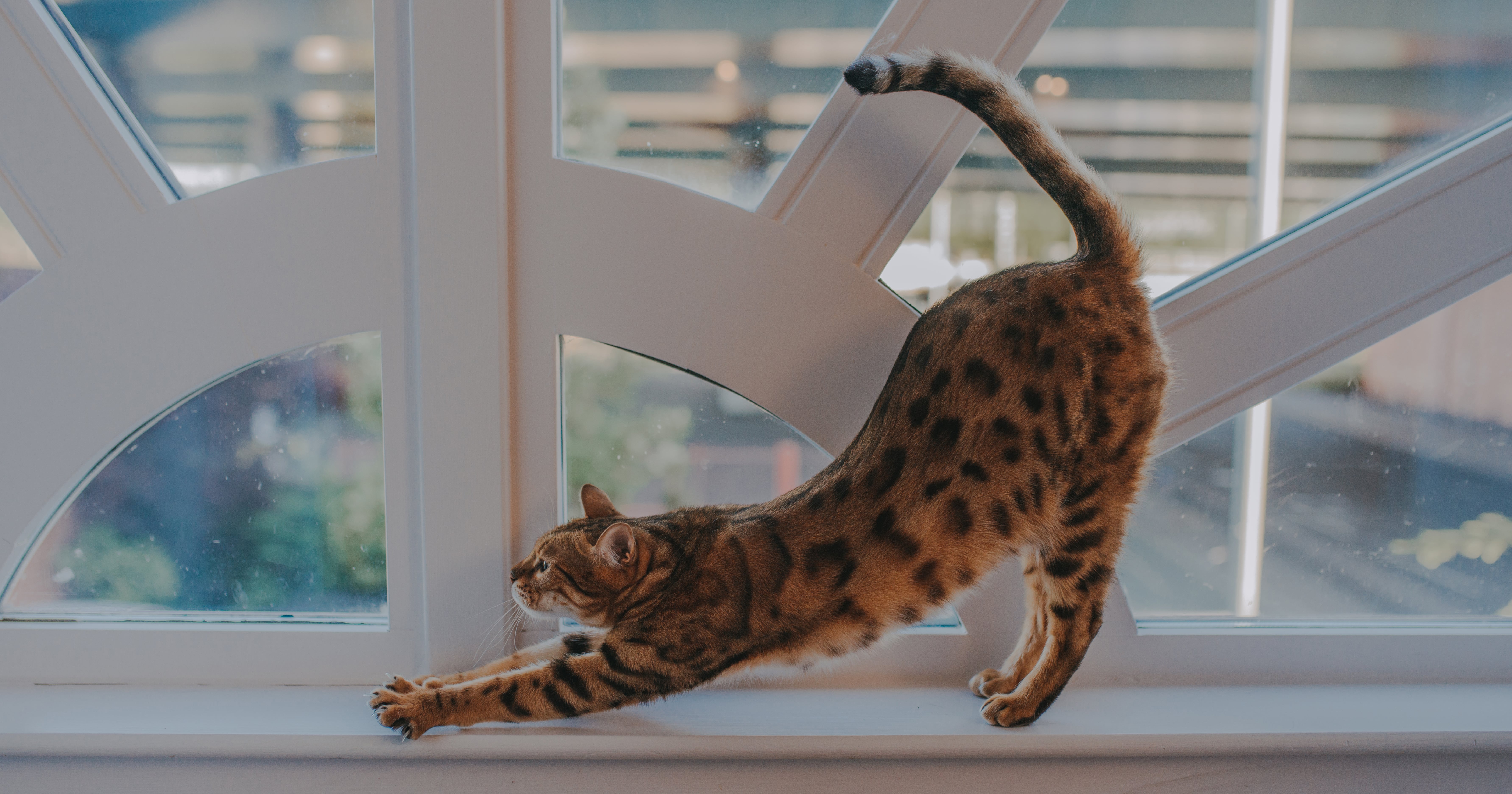Why Does My Cat Put Their Bum in My Face? | PS Pets