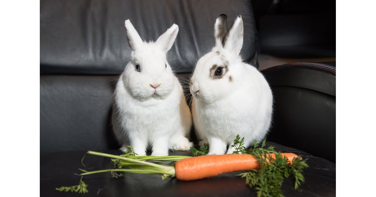 Rabbits Watching Peter Rabbit Cinema | POPSUGAR UK Photo 5