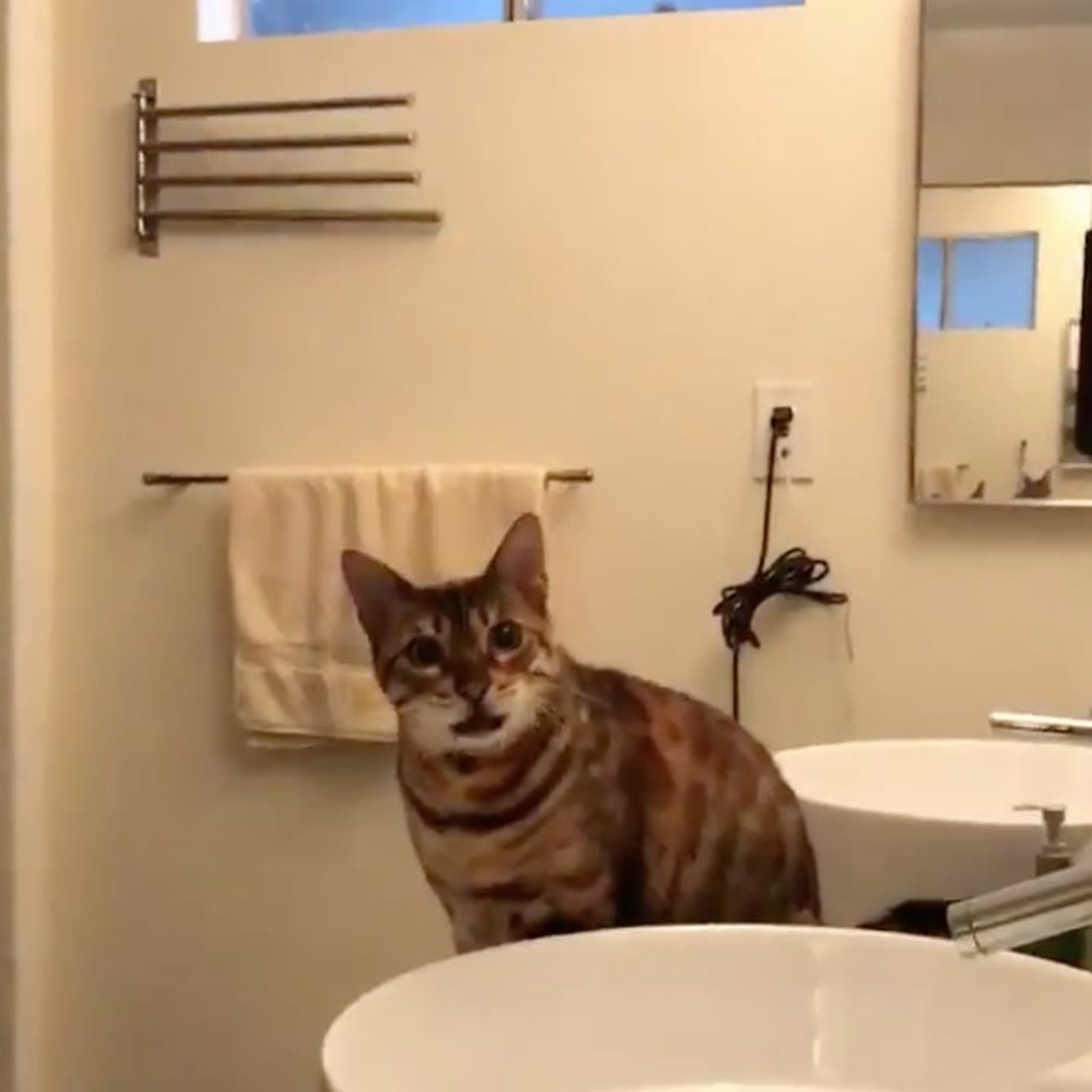 Owner Autotunes His Cat | PS Family
