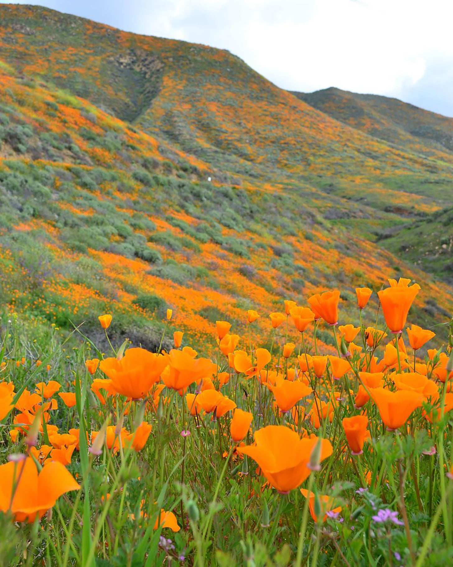 2019 Super Bloom in California | PS UK News