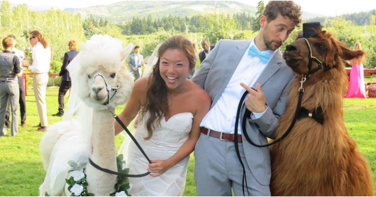 Wedding Llamas Popsugar Love And Sex