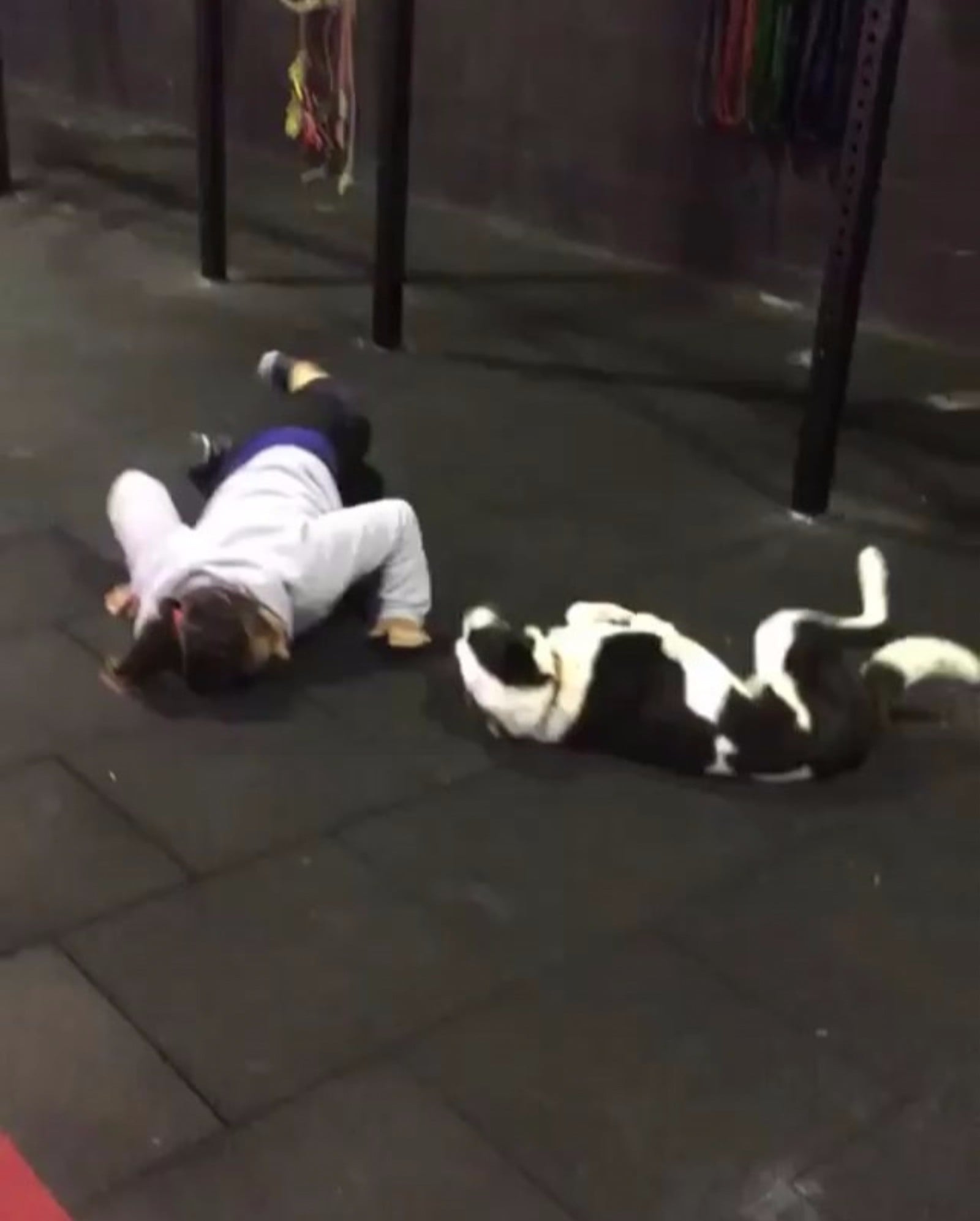 Dog Doing Burpees | PS Fitness