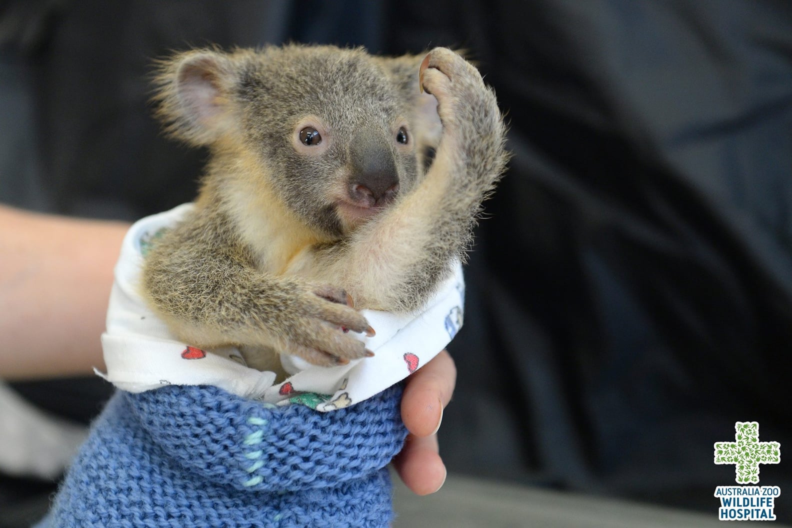 Baby Koala Stays With Mom During Surgery | PS Pets
