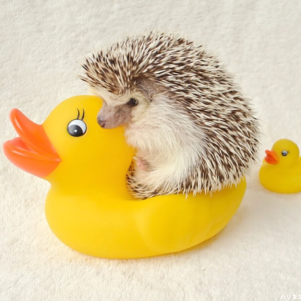 Marutaro the Hedgehog Instagram | PS Tech