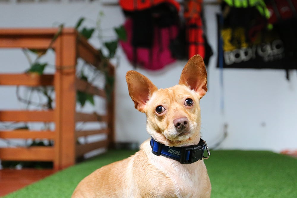 Pictures of Dogs Swimming | Finding Fido | POPSUGAR Pets