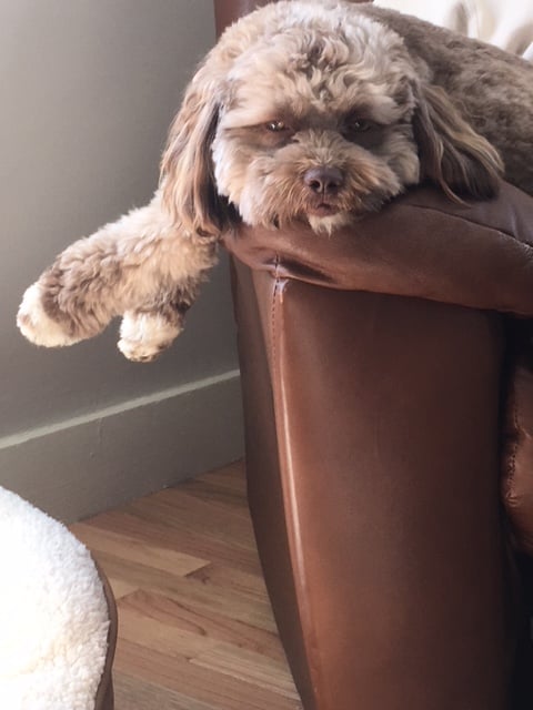 The Dog That Looks Like a Person | POPSUGAR News