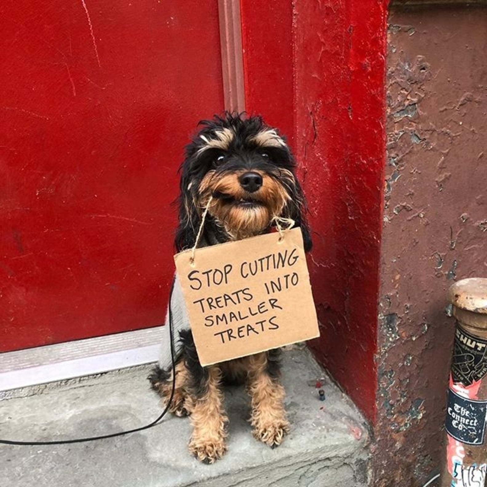 Dog With Sign Is the Canine Version of Dude With Sign Meme | PS Pets