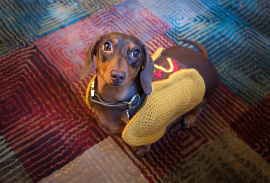 Cutest Dachshund Photos | POPSUGAR UK Pets Photo 6