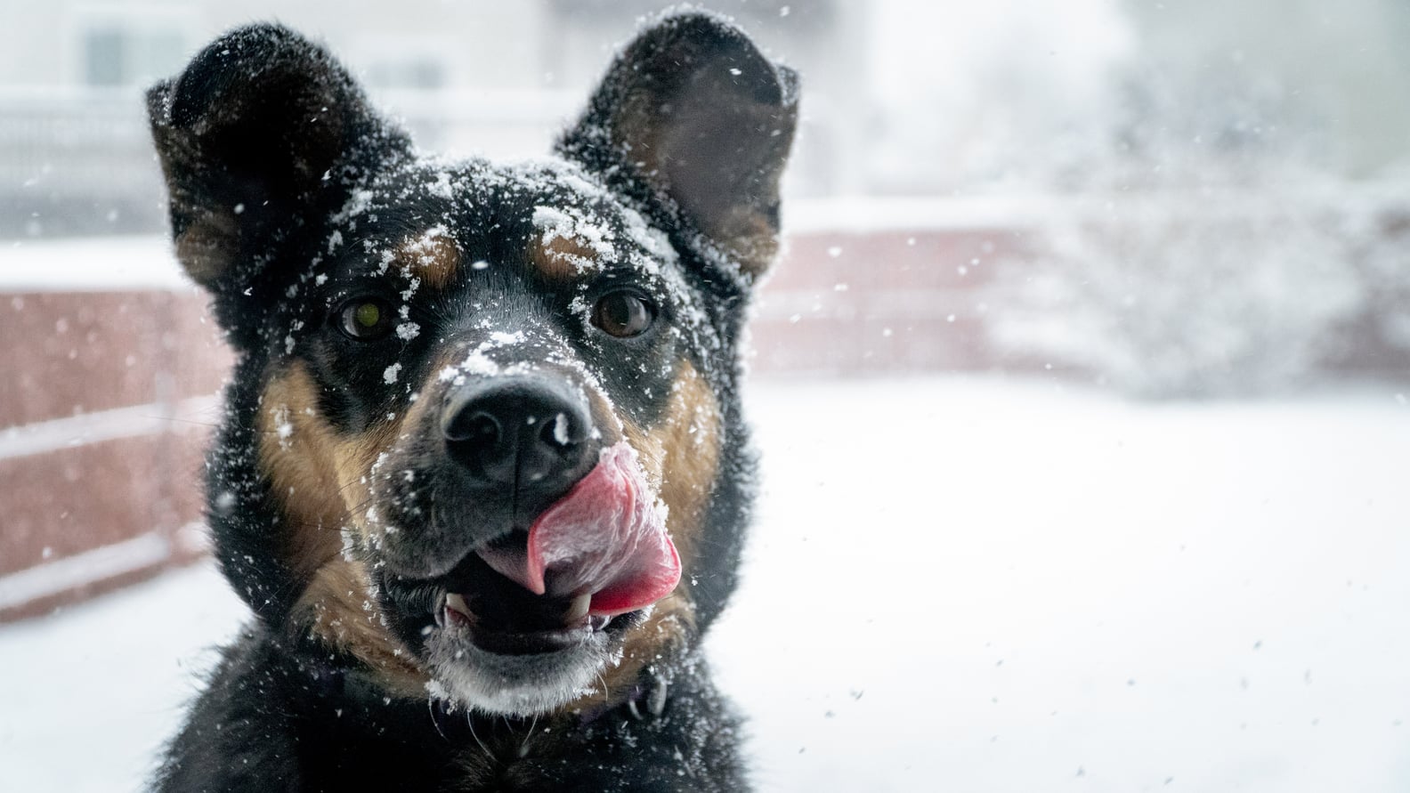 Cute Photos of Dogs in the Winter | PS Pets