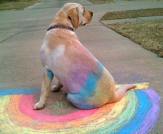 Dog Napping on Chalk Drawing | POPSUGAR Tech