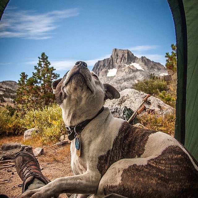 Photos of Dogs Camping | POPSUGAR Pets
