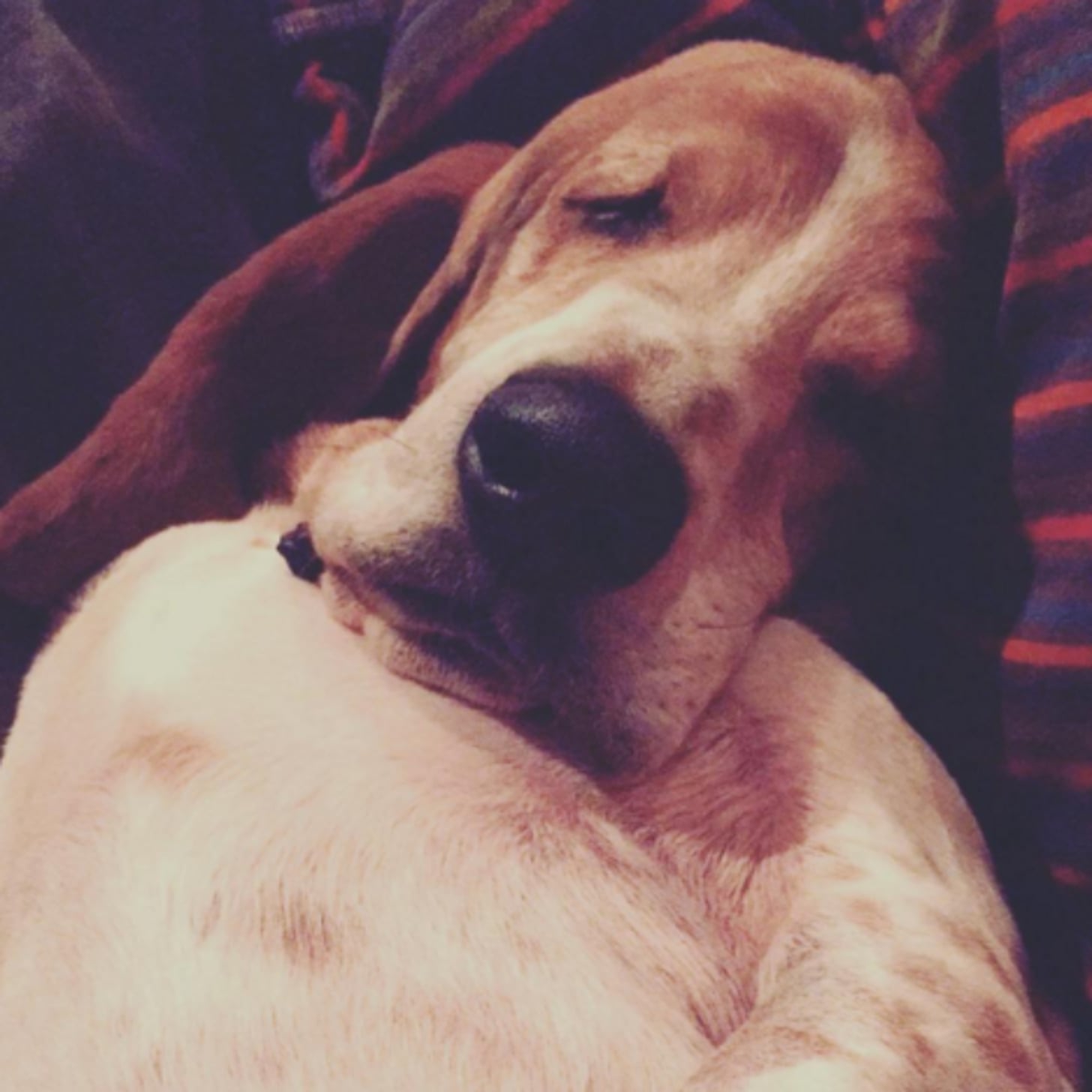 Pioneer Woman Ree Drummond's Dog Charlie | PS Pets