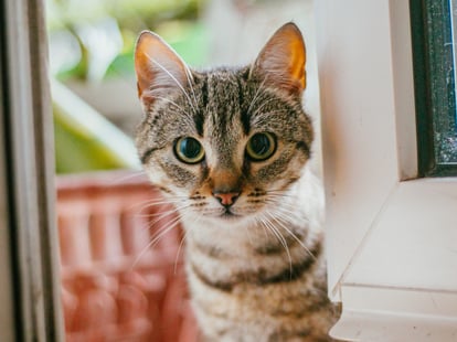 17 Best Cat Breeds For First-Time Owners | POPSUGAR Pets