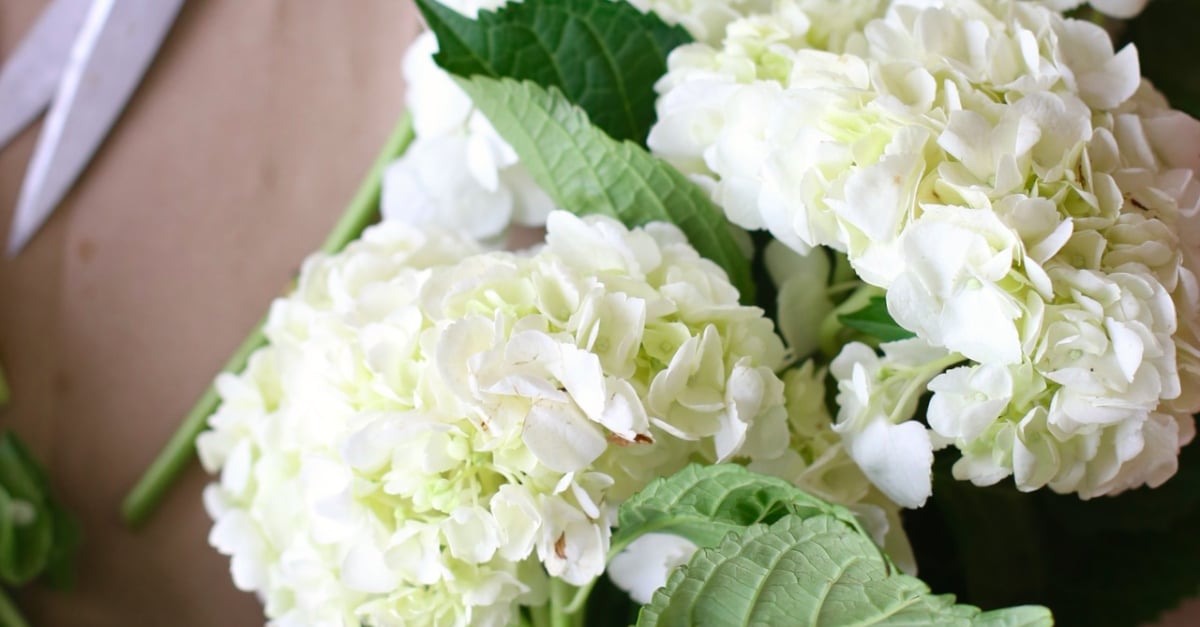Interesting Facts About Hydrangea | POPSUGAR Home