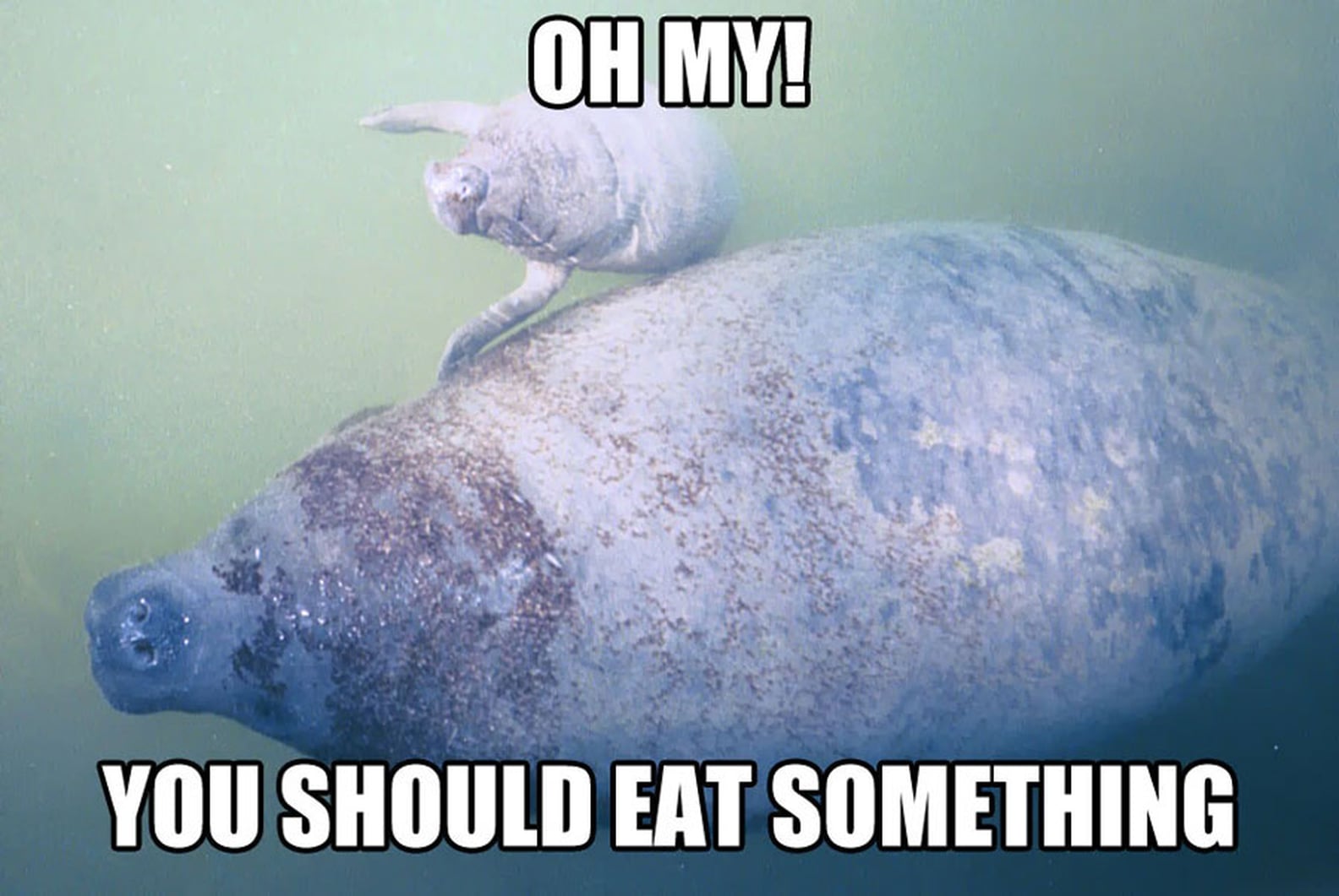 Calming Manatee Memes | POPSUGAR Tech