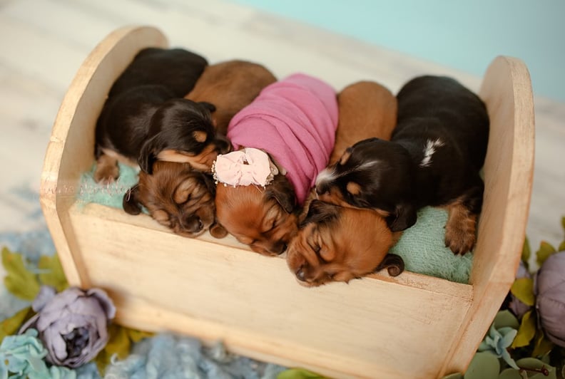 Adorable Dachshund Newborn Photo Shoot | Laura Shockley | PS Pets
