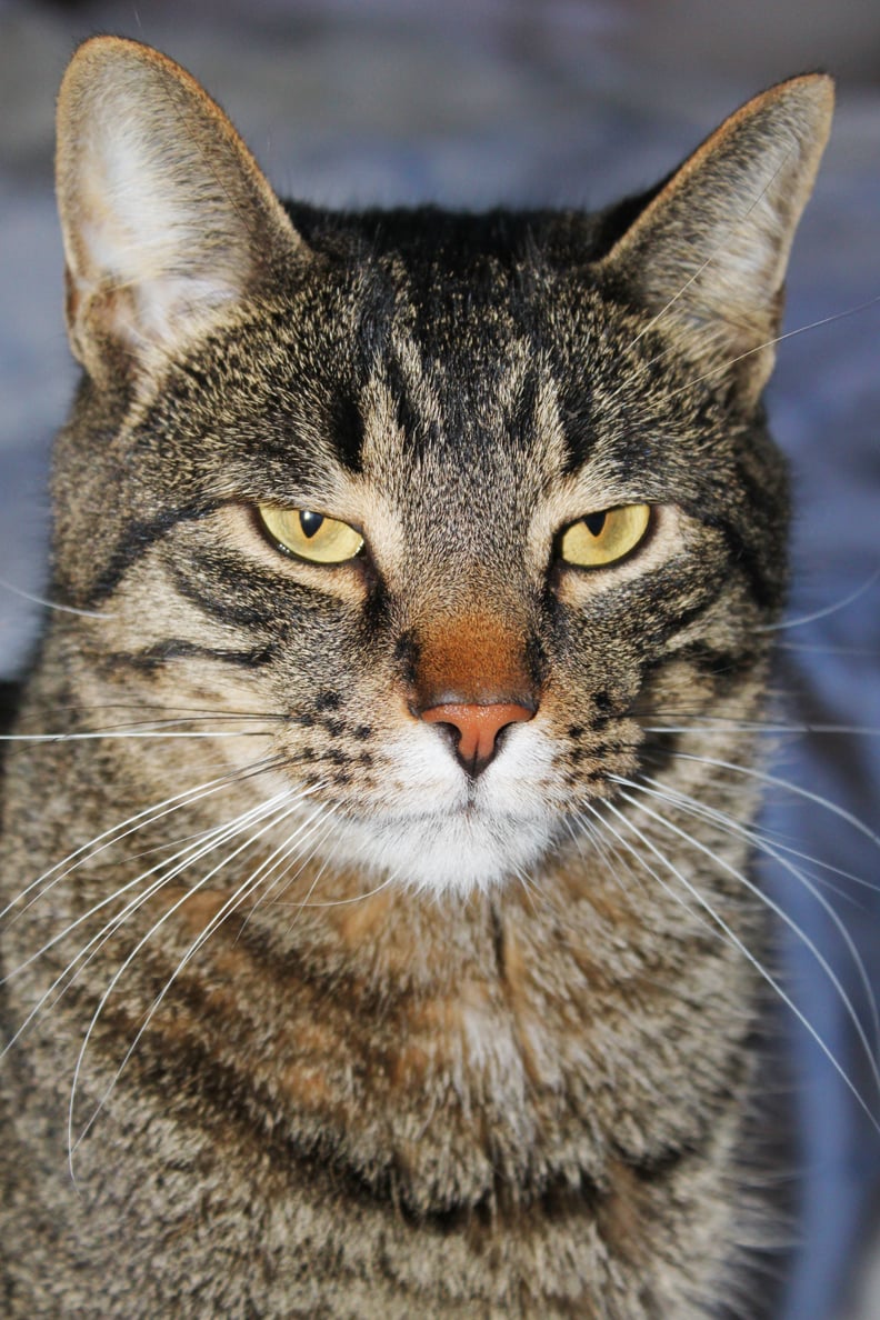 Pictures of Cats Making Judging Faces | PS Pets