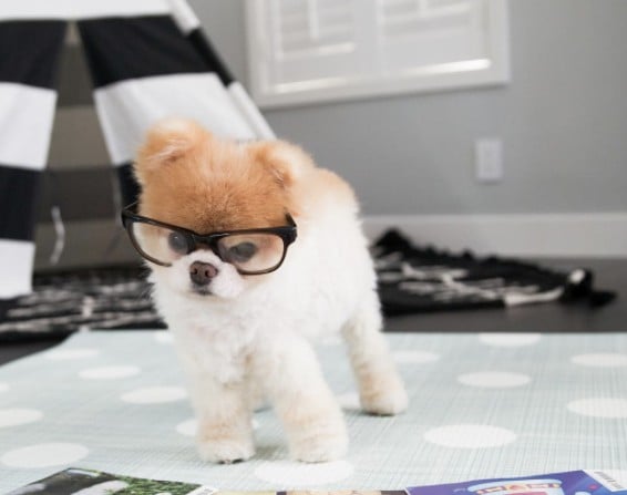 Boo the Dog's Christmas List 2016 | POPSUGAR Pets