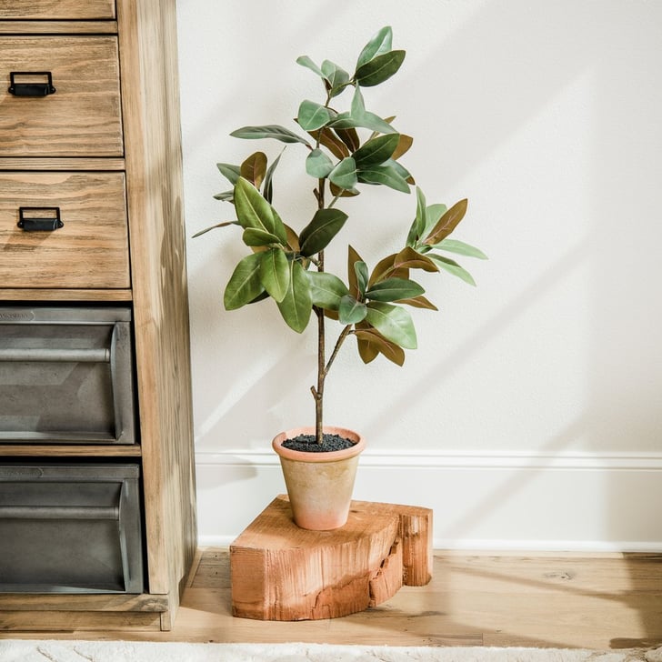 Potted Magnolia Sapling | Magnolia Home Summer 2019 Collection ...