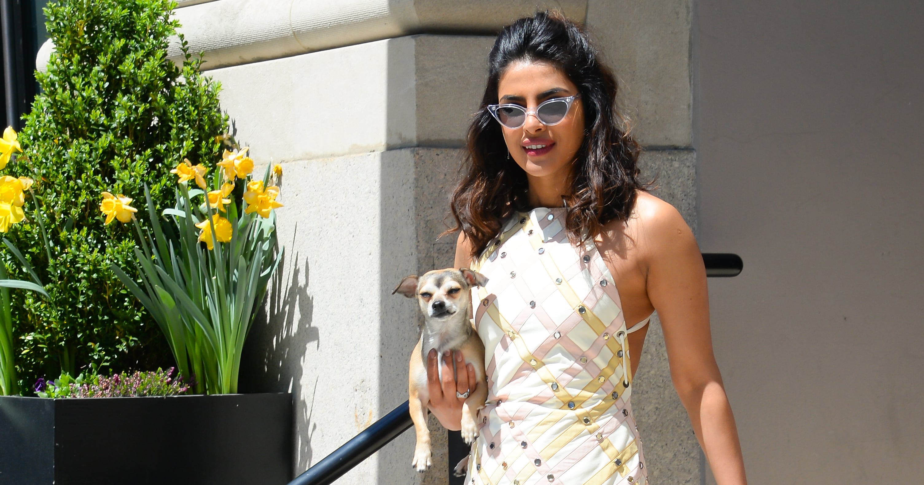 18 Celebrities With Rescue Pets | PS Pets