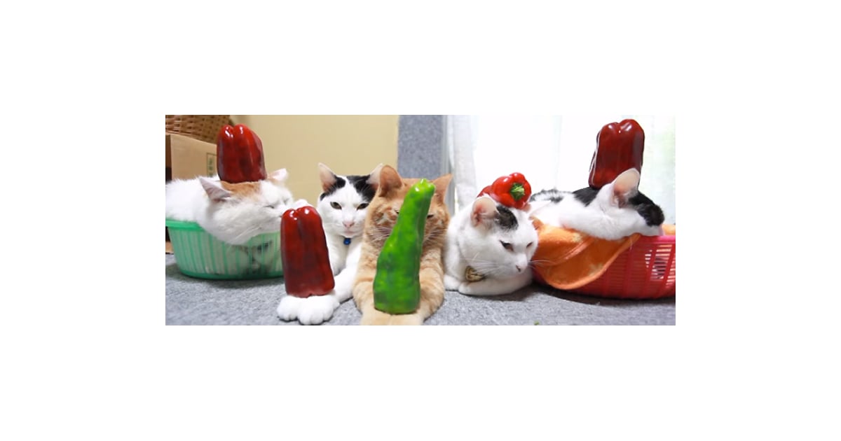 Cats Balancing Food | Video | POPSUGAR Pets