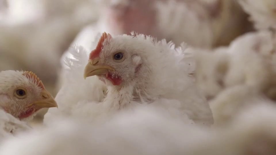 Chicken Sandwiches | POPSUGAR Food