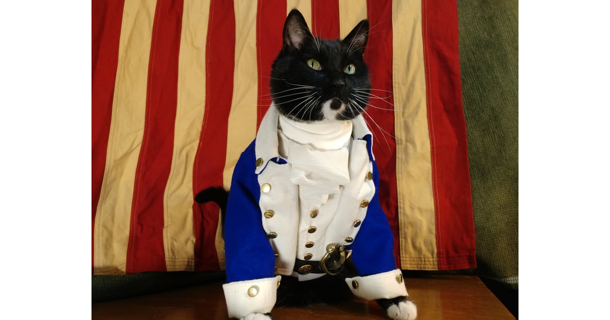 Cat Cosplaying as Alexander Hamilton | Cats Cosplaying as Famous TV and ...