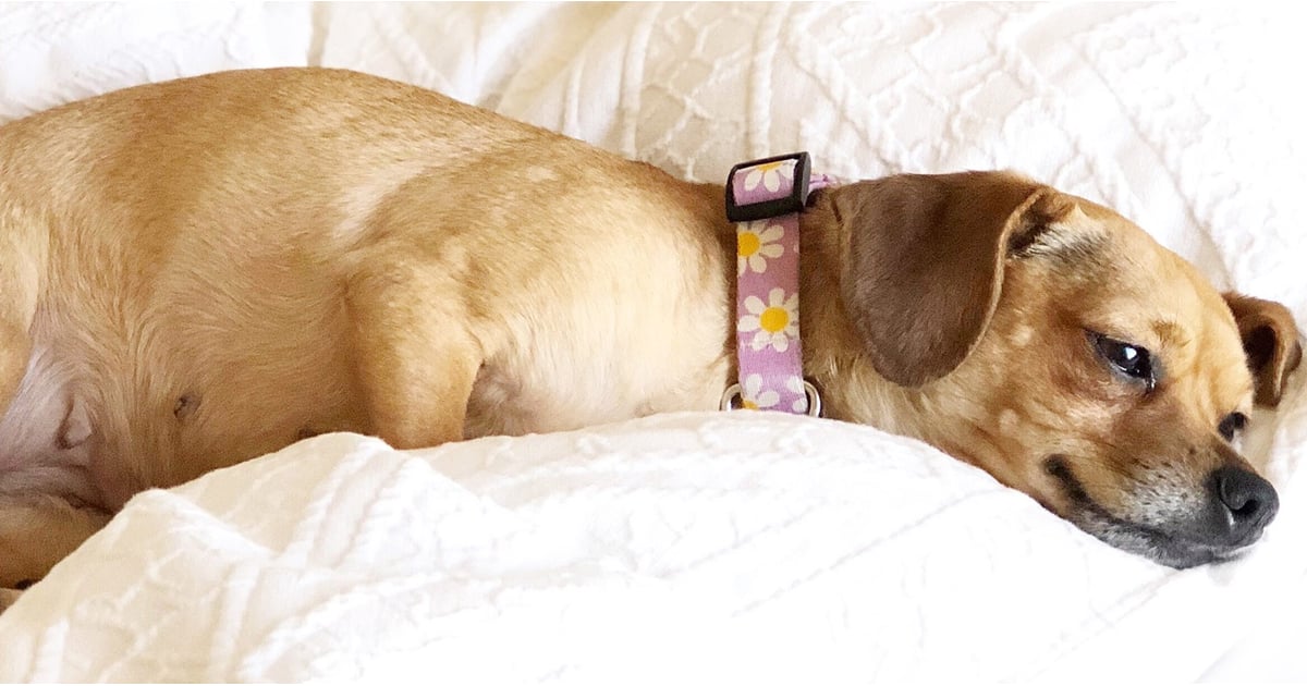POPSUGAR Staffers Share Why Their Dogs Are Amazing | POPSUGAR Pets
