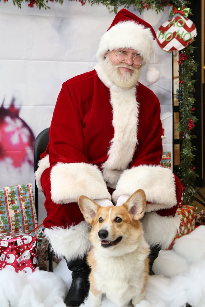 Pets Meeting Santa | POPSUGAR Pets