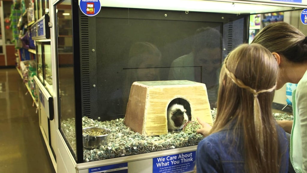 Cute Small Animal Pets | POPSUGAR Pets