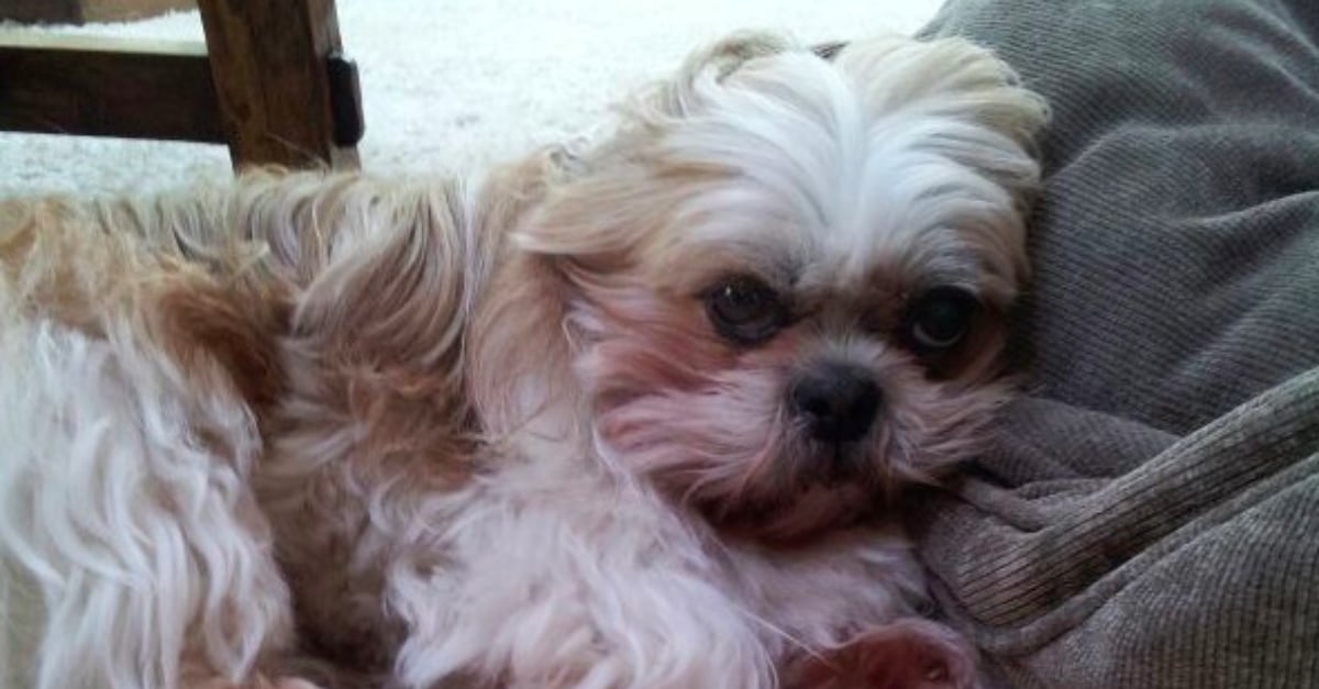 Story of Puppy With Cancer | PS Pets