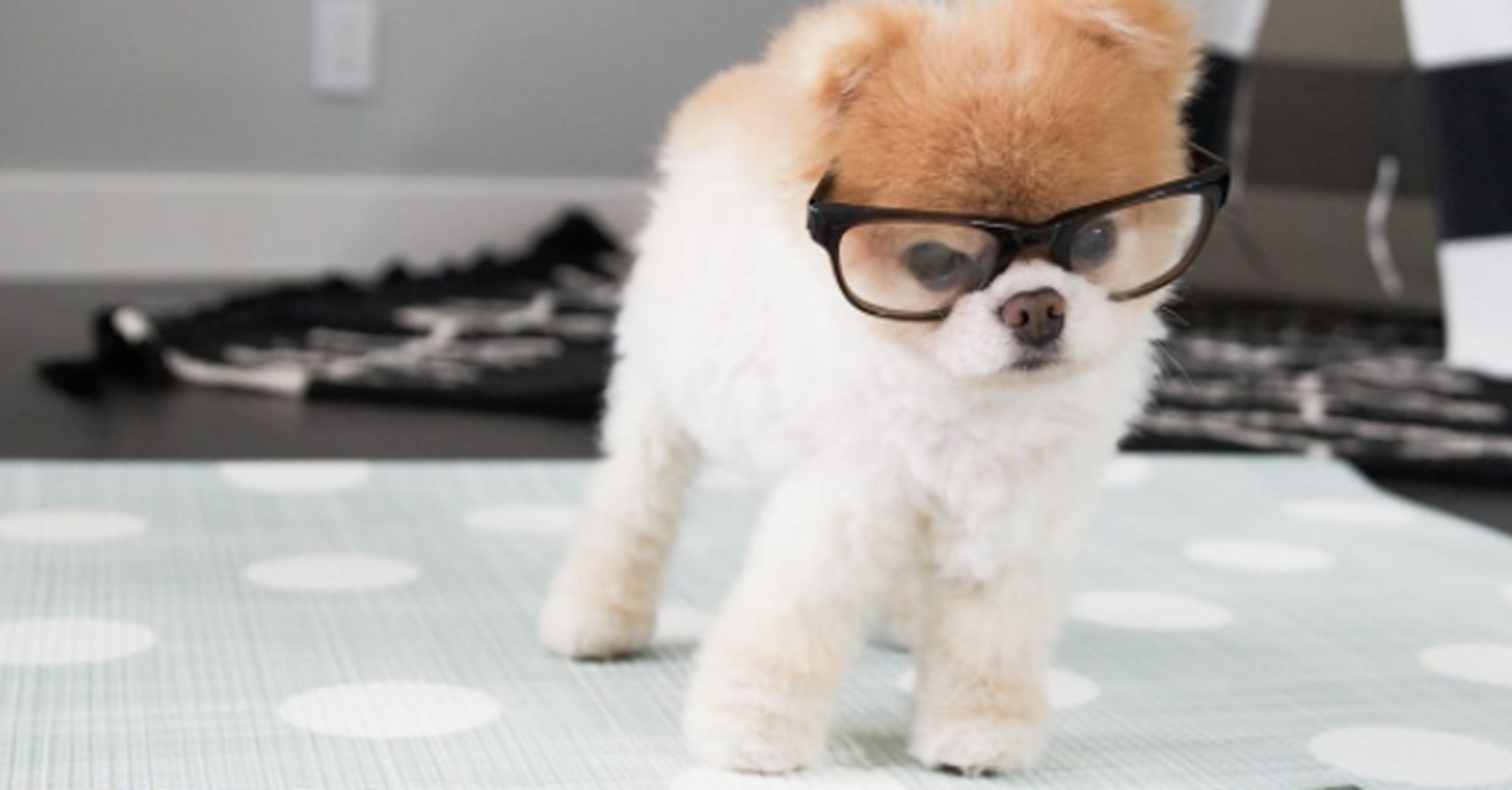 Boo the Dog's Christmas List 2016 | PS Pets