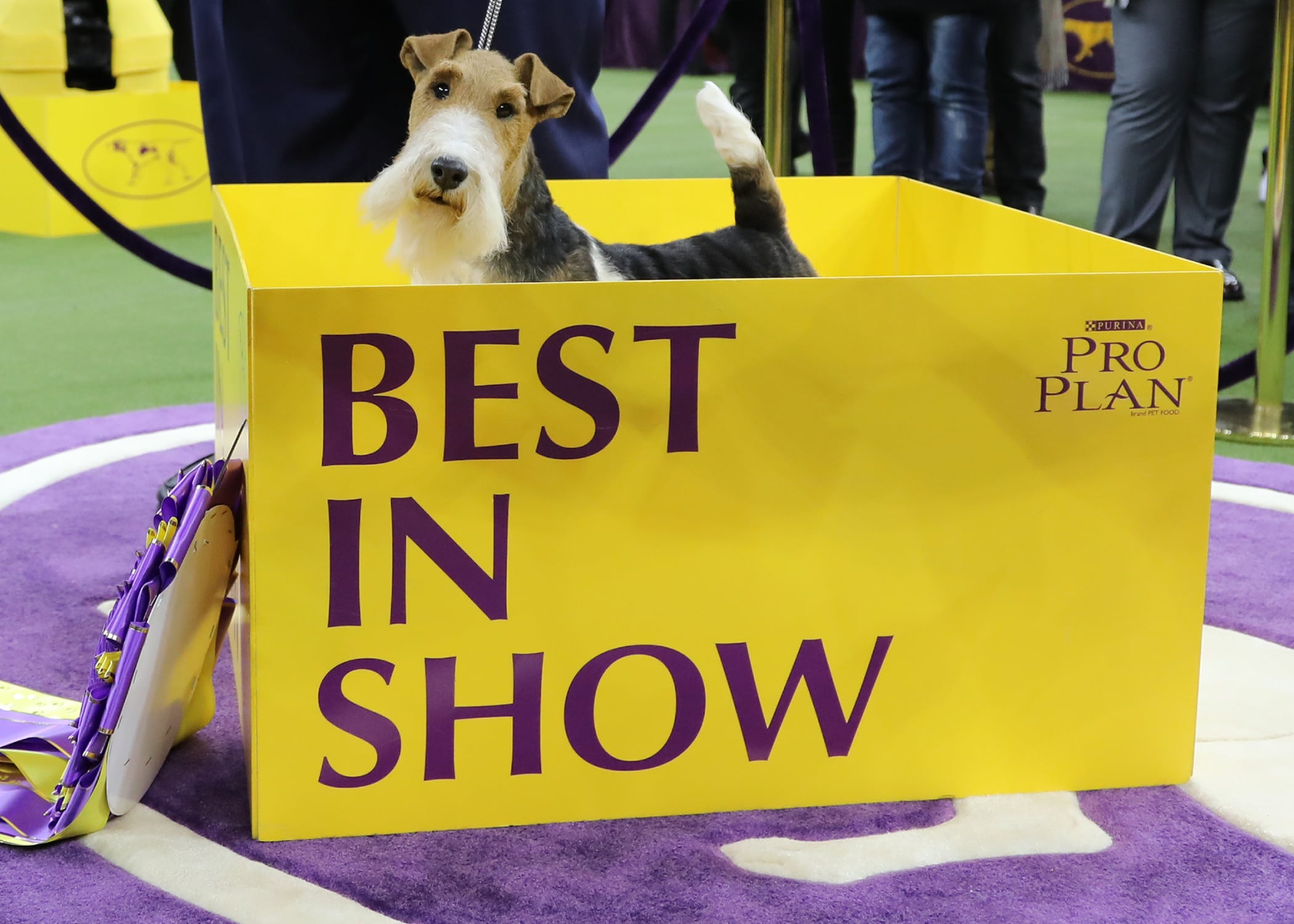 What Really Goes Into Being a Show Dog? | POPSUGAR Pets