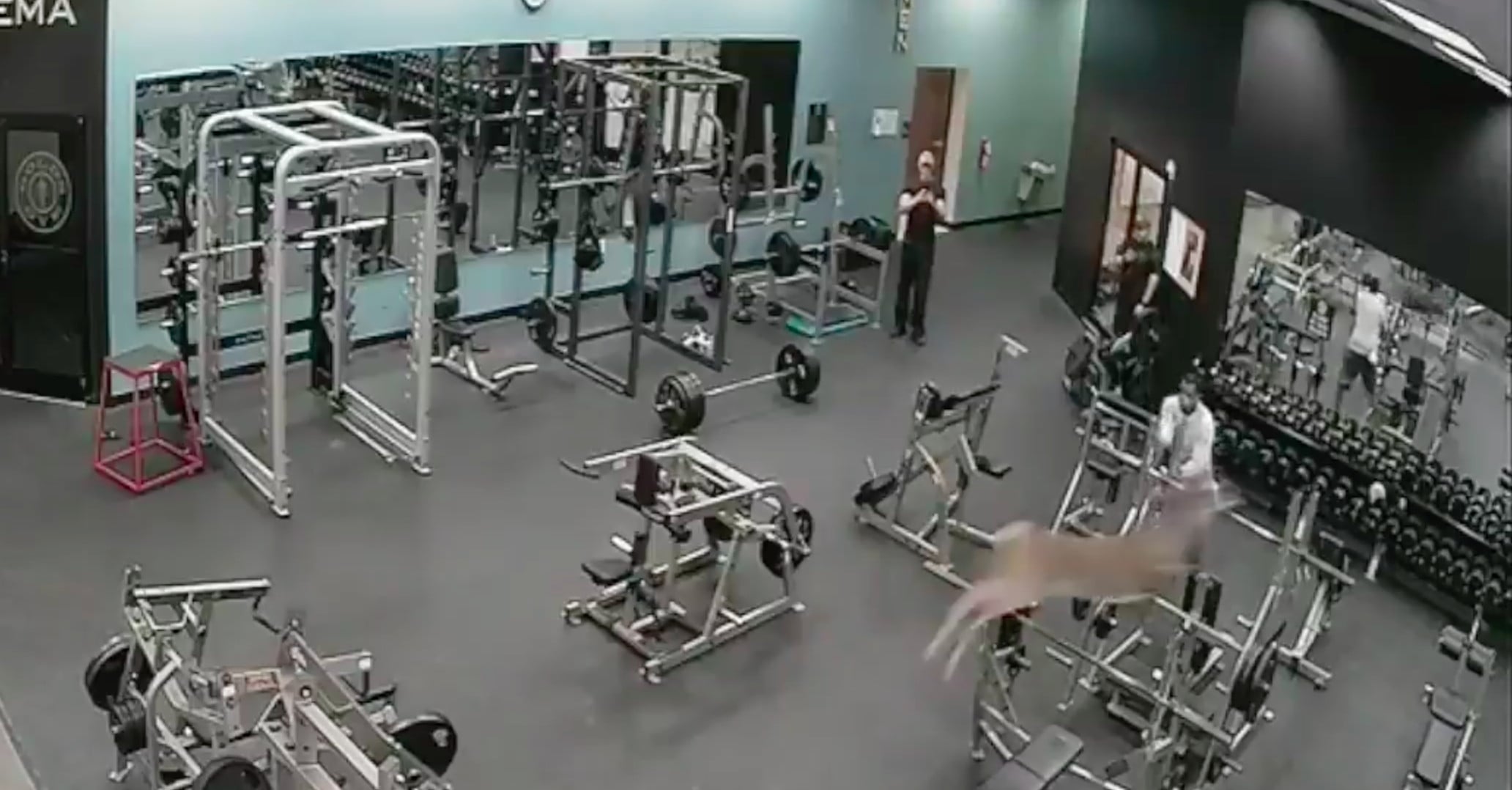 Deer Running Through Gym Video | PS Fitness