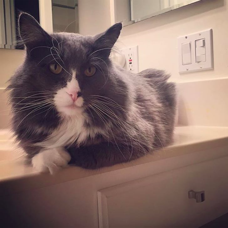 How to Make Your Cat Instagram Famous | PS Pets