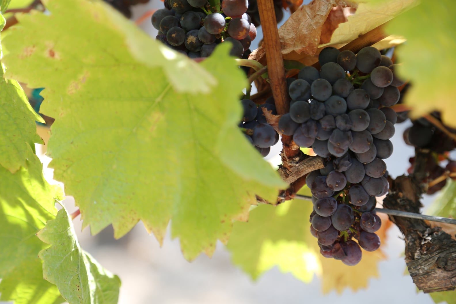 How Is Champagne Made? | POPSUGAR Food