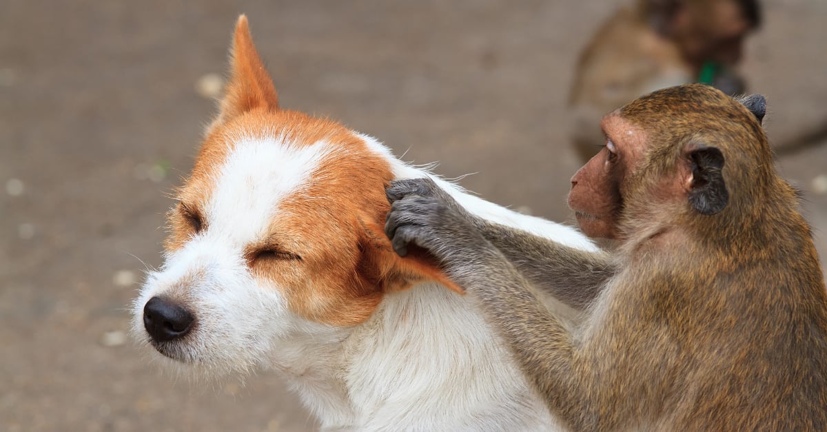 Monkey With Litter of Puppies | Video | POPSUGAR Pets