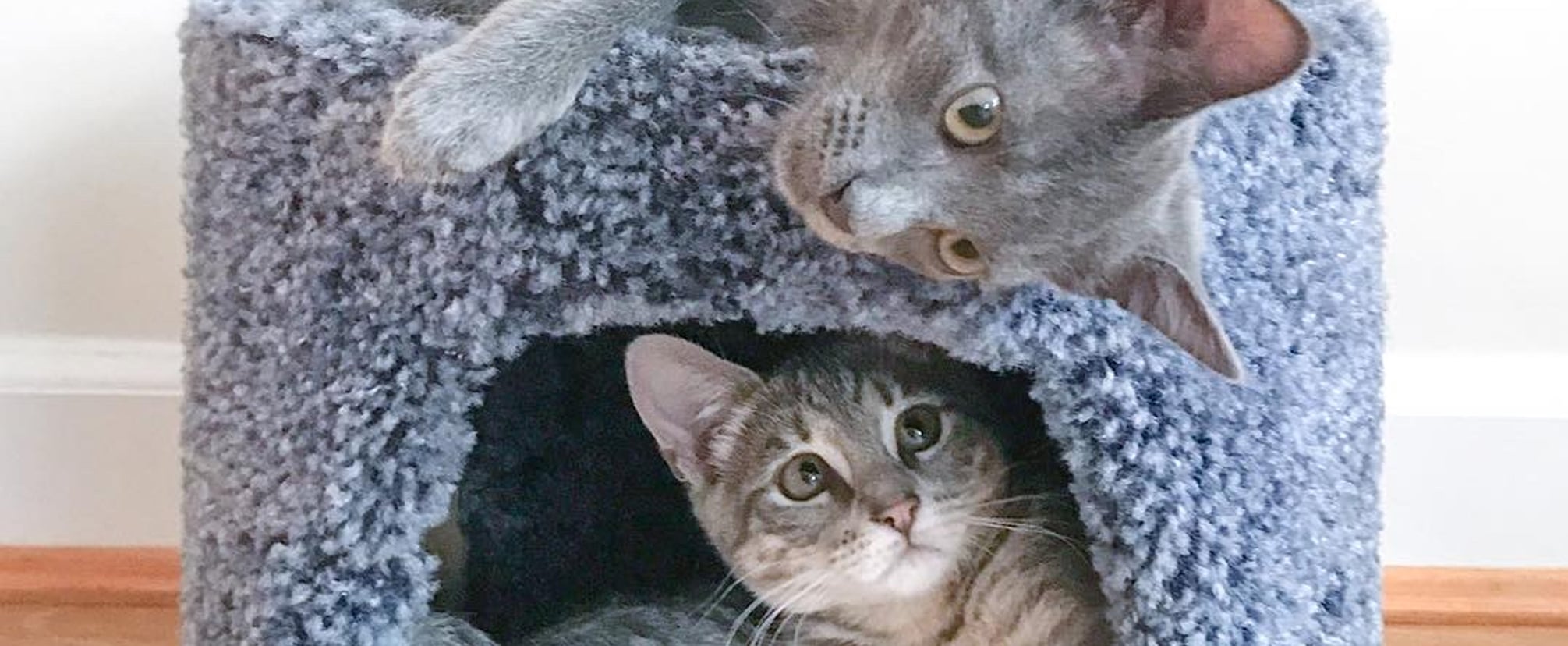 Reasons to Adopt 2 Cats at the Same Time | PS Pets