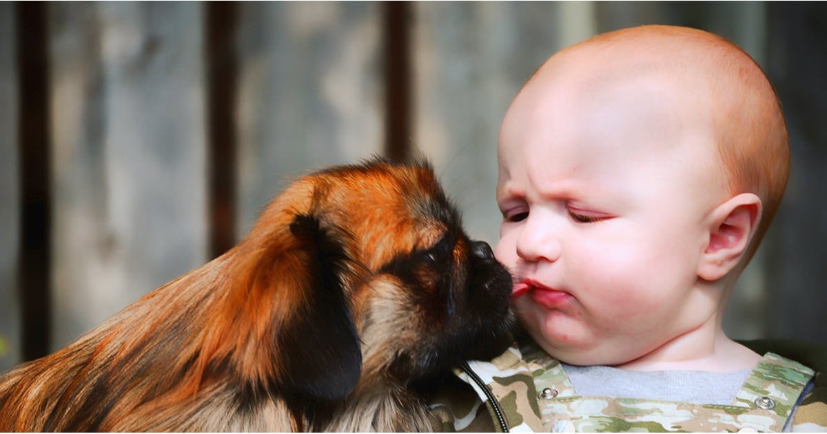 Videos of Babies and Dogs | POPSUGAR Family
