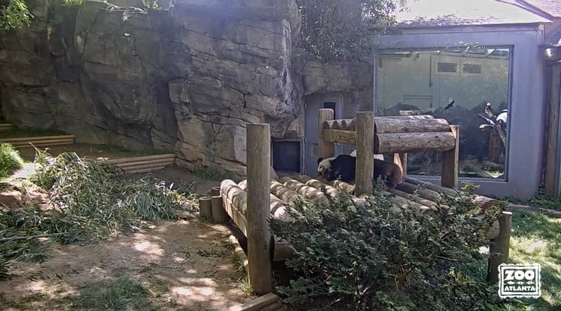 Virtual Zoo Tours to Take Right Now | POPSUGAR Pets